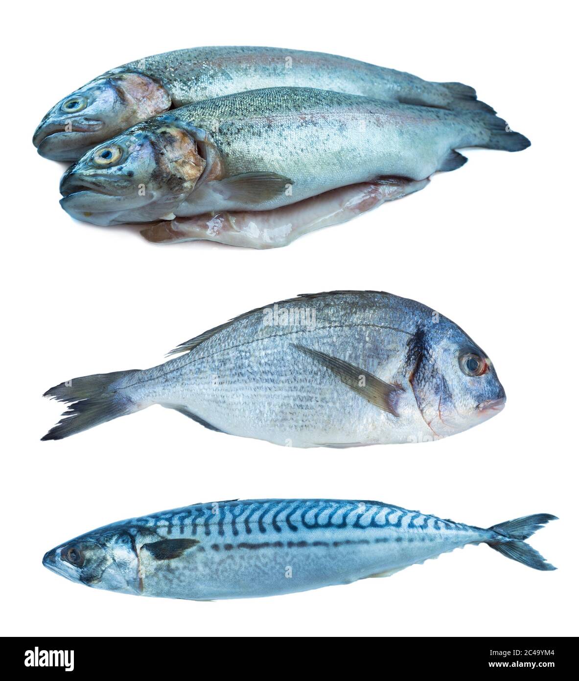 Fisch Regenbogenforelle, dorado, Makrele, isoliert auf weißem ...