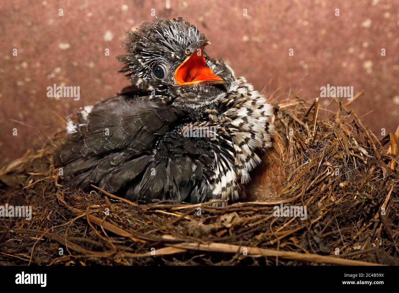 Junger kuckuck -Fotos und -Bildmaterial in hoher Auflösung – Alamy
