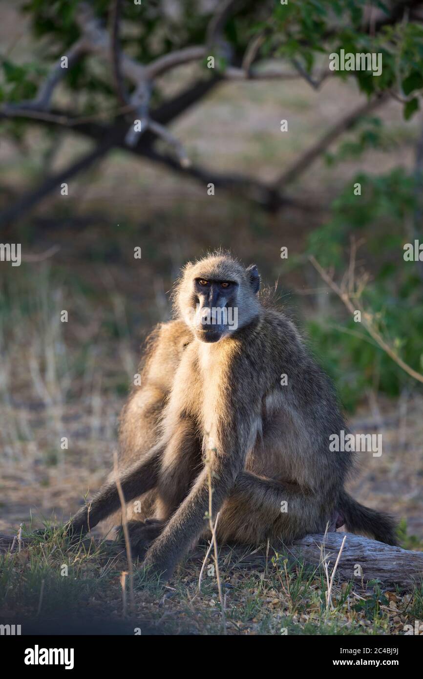 Pavian im schatten -Fotos und -Bildmaterial in hoher Auflösung – Alamy