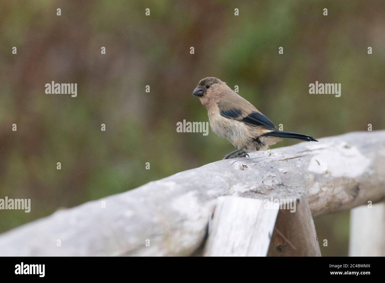 Portugal sao miguel bullfinch finch -Fotos und -Bildmaterial in hoher ...