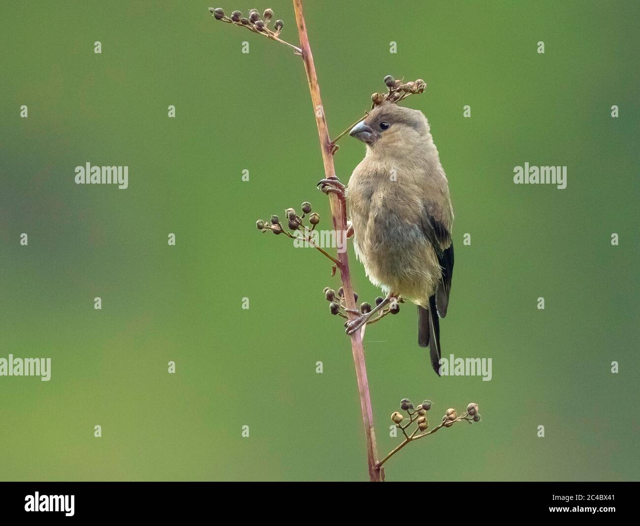 Portugal sao miguel bullfinch finch -Fotos und -Bildmaterial in hoher ...