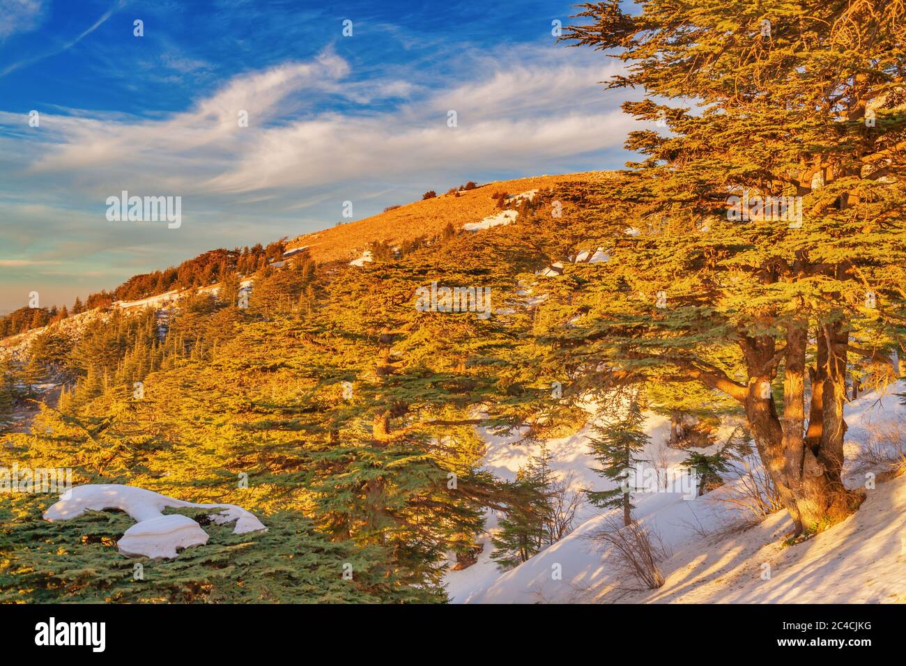 Al shouf zeder naturreservat -Fotos und -Bildmaterial in hoher ...