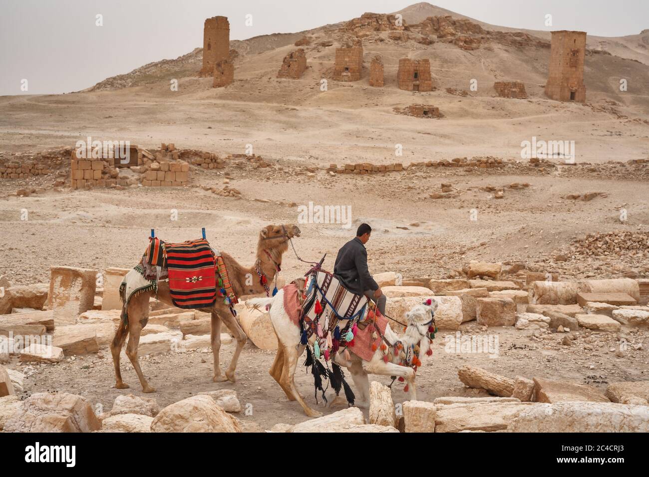 Beduinin palmyra -Fotos und -Bildmaterial in hoher Auflösung – Alamy