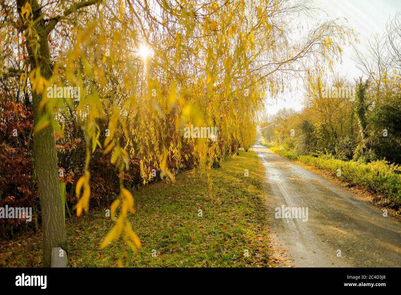 Weidenbaum Garten Stockfotos und -bilder Kaufen - Alamy