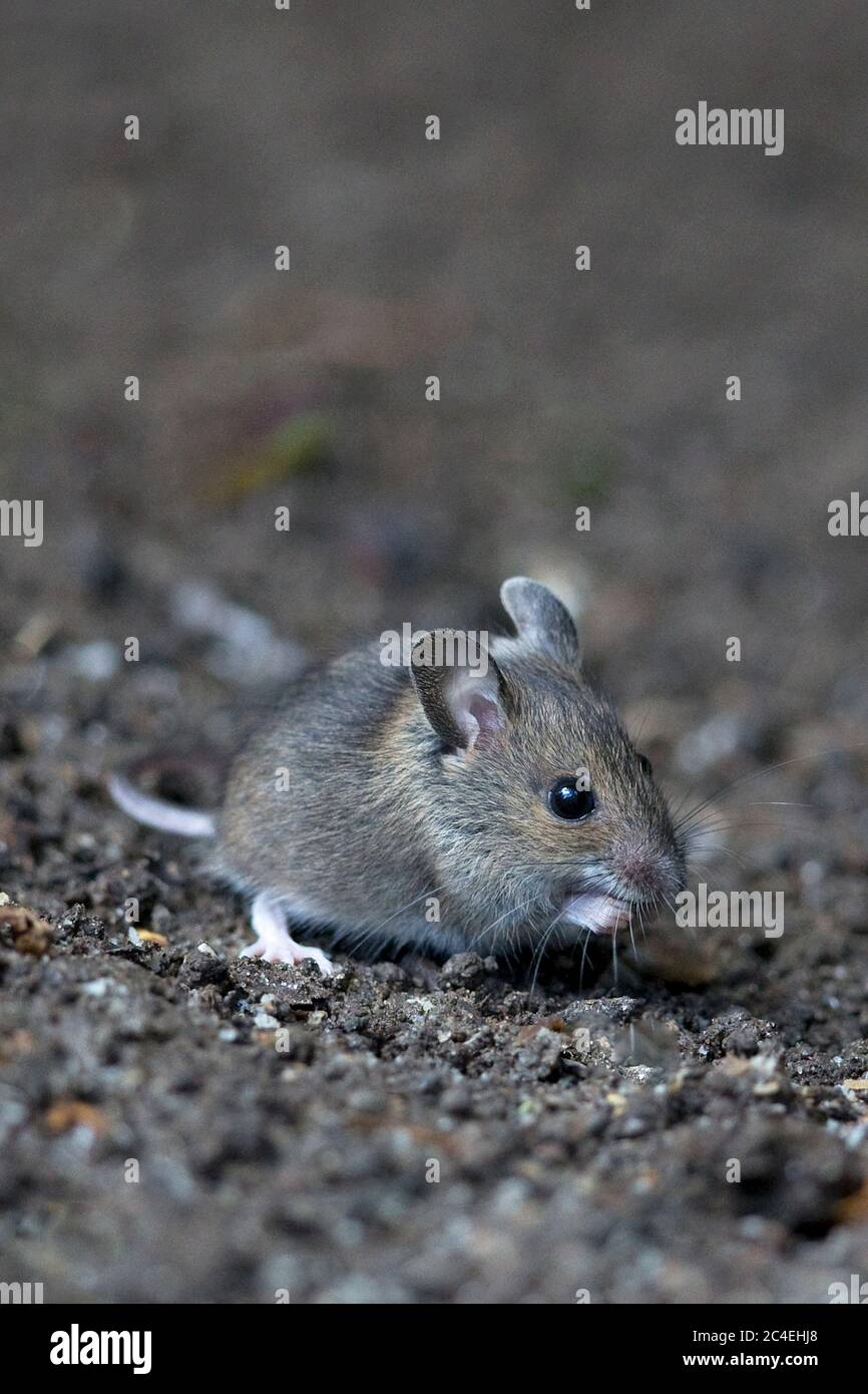 Waldmaus baby -Fotos und -Bildmaterial in hoher Auflösung – Alamy