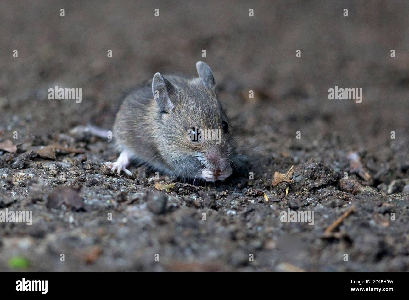 Waldmaus (Apodemus Sylvaticus Stockfotografie - Alamy