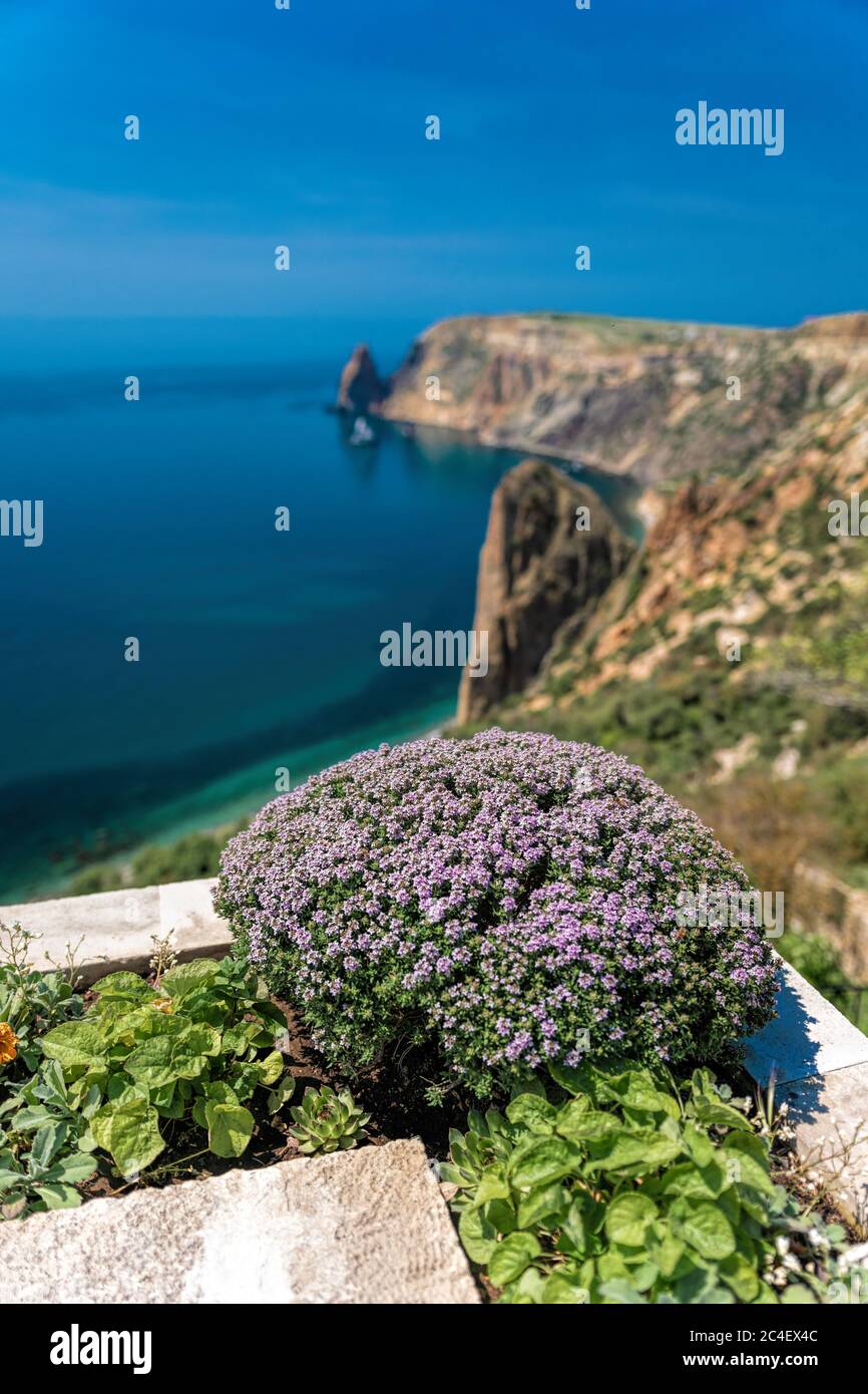 Lila blumen am strand -Fotos und -Bildmaterial in hoher Auflösung – Alamy
