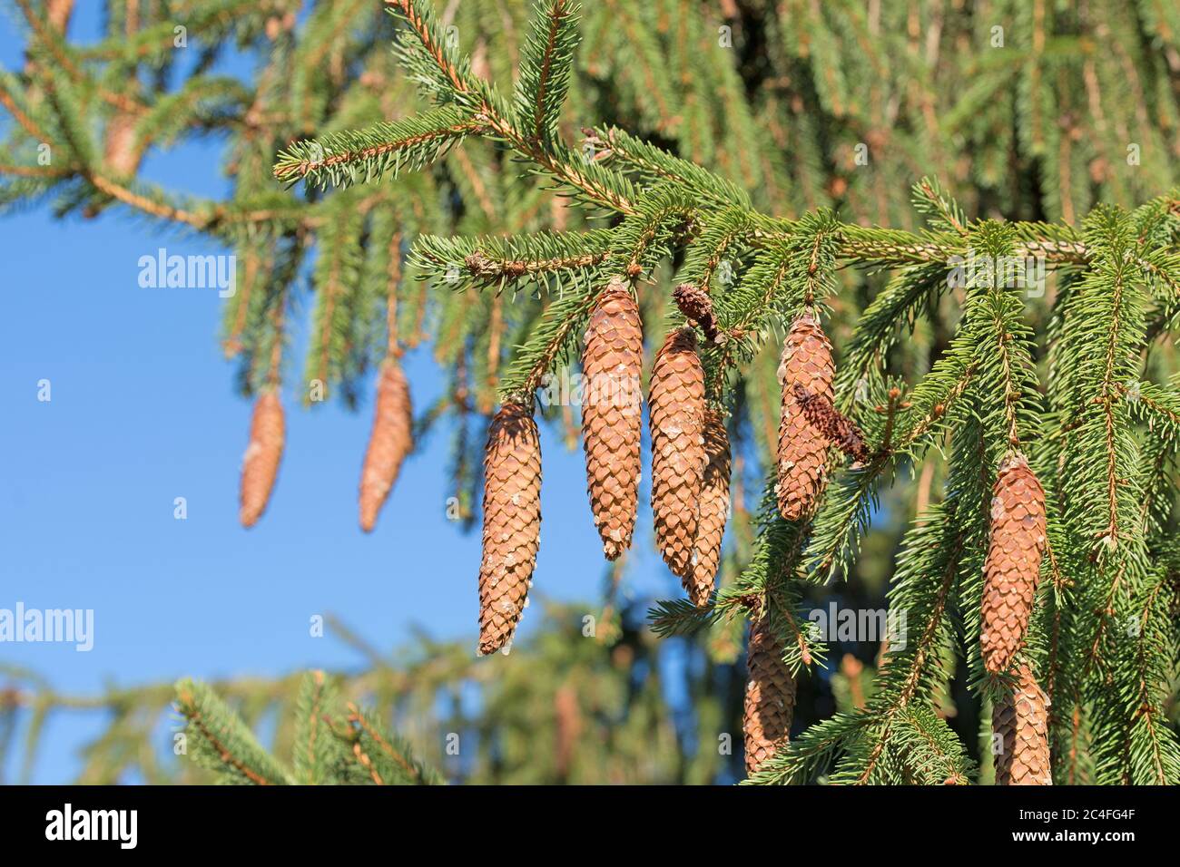 Frucht der fichte -Fotos und -Bildmaterial in hoher Auflösung – Alamy
