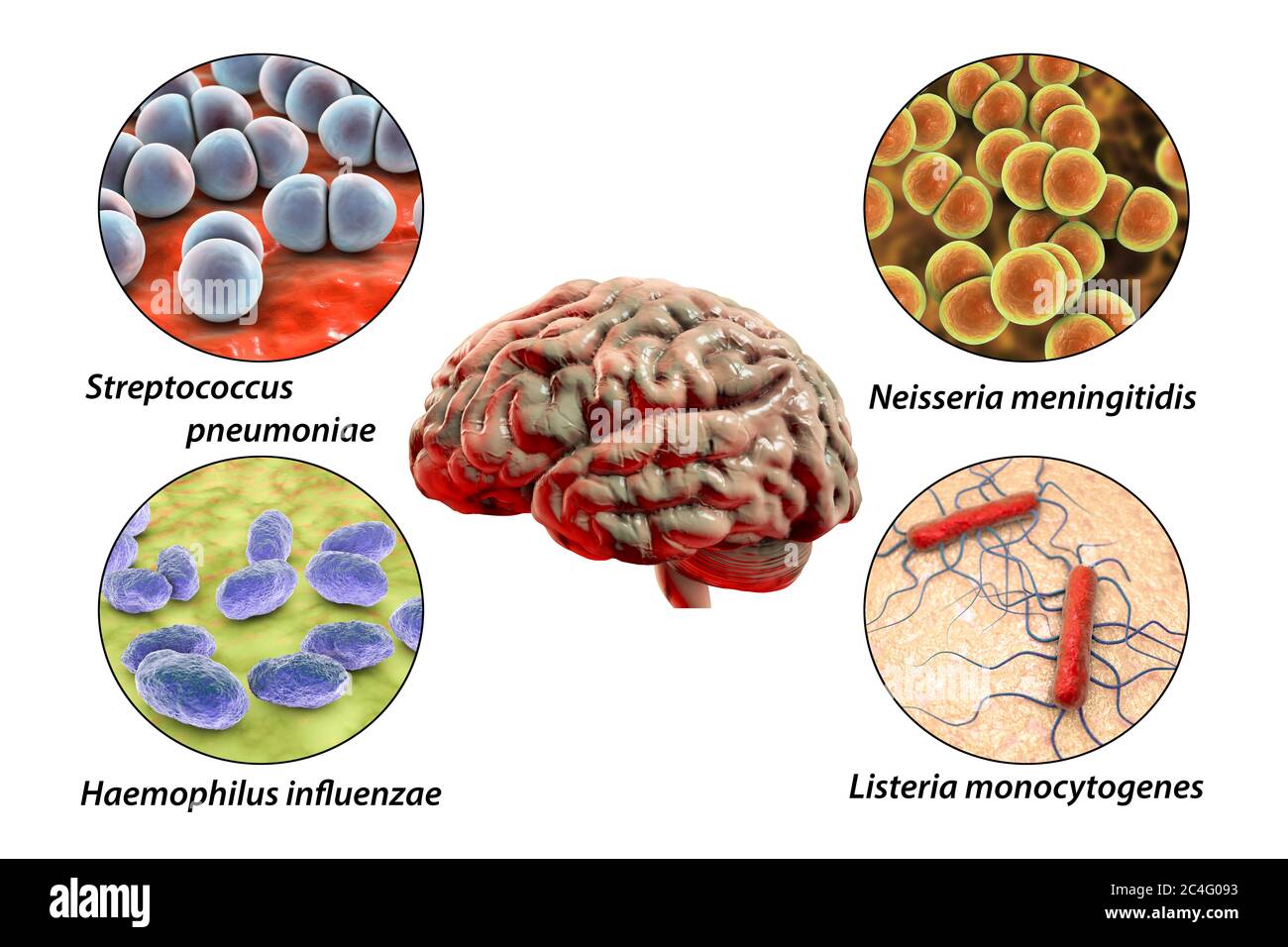 L Monocytogene Ausgeschnittene Stockfotos und -bilder - Alamy