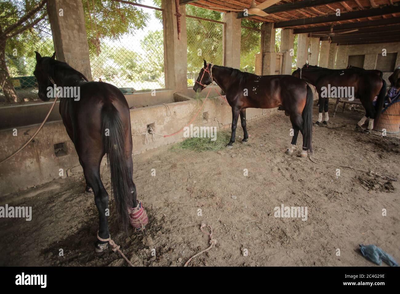 Horse farm -Fotos und -Bildmaterial in hoher Auflösung – Alamy