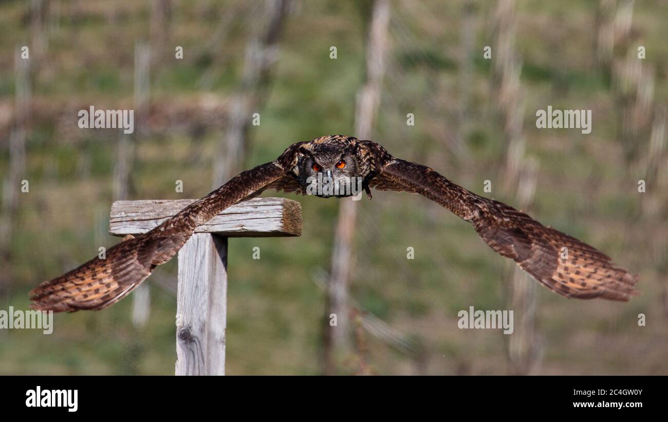 Uhu vogel -Fotos und -Bildmaterial in hoher Auflösung – Alamy