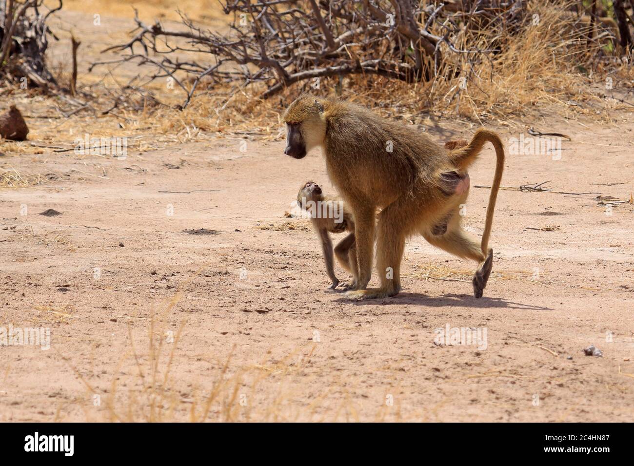 Savanne pavian papio -Fotos und -Bildmaterial in hoher Auflösung – Alamy