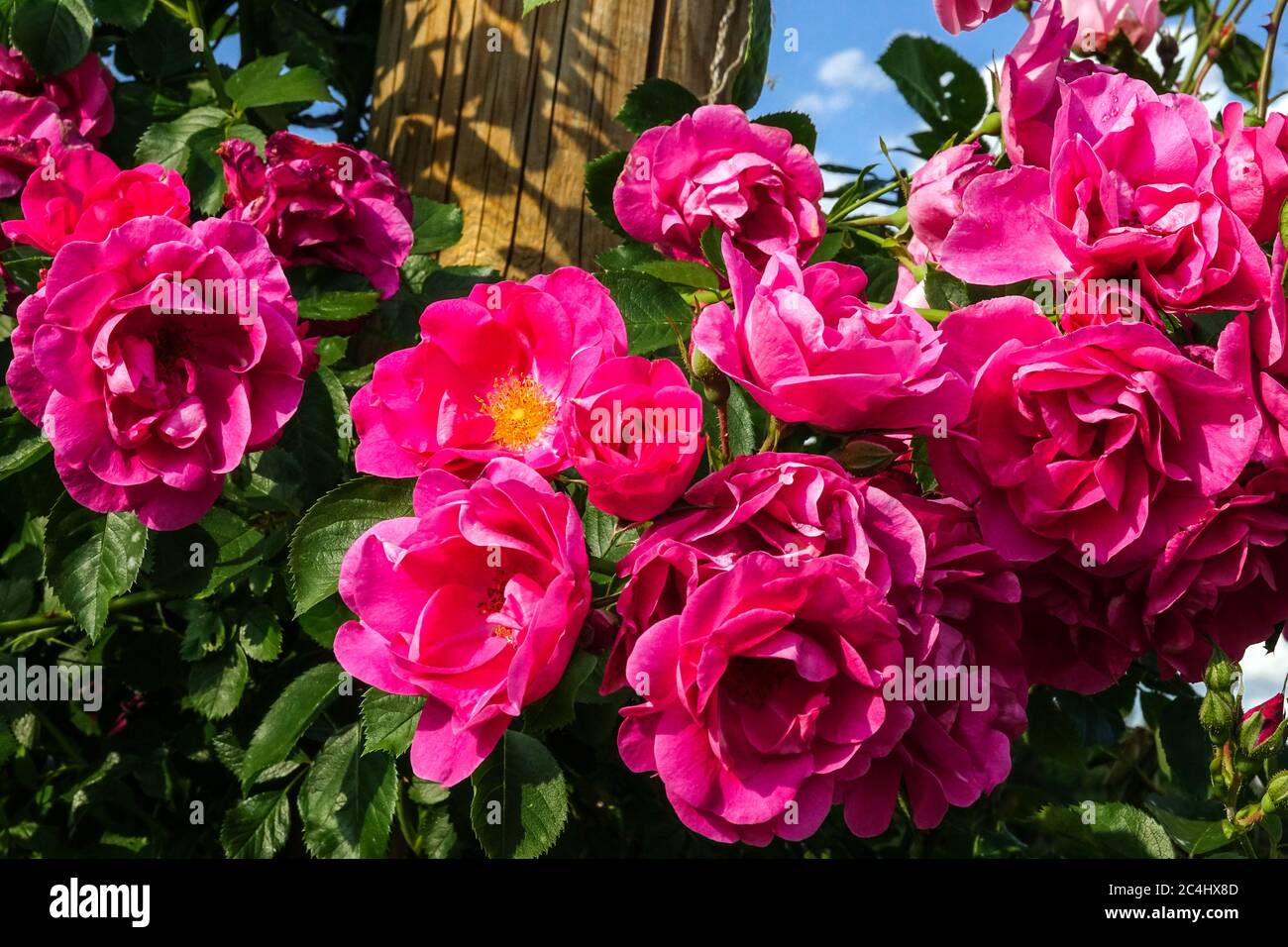 Rose mary -Fotos und -Bildmaterial in hoher Auflösung – Alamy