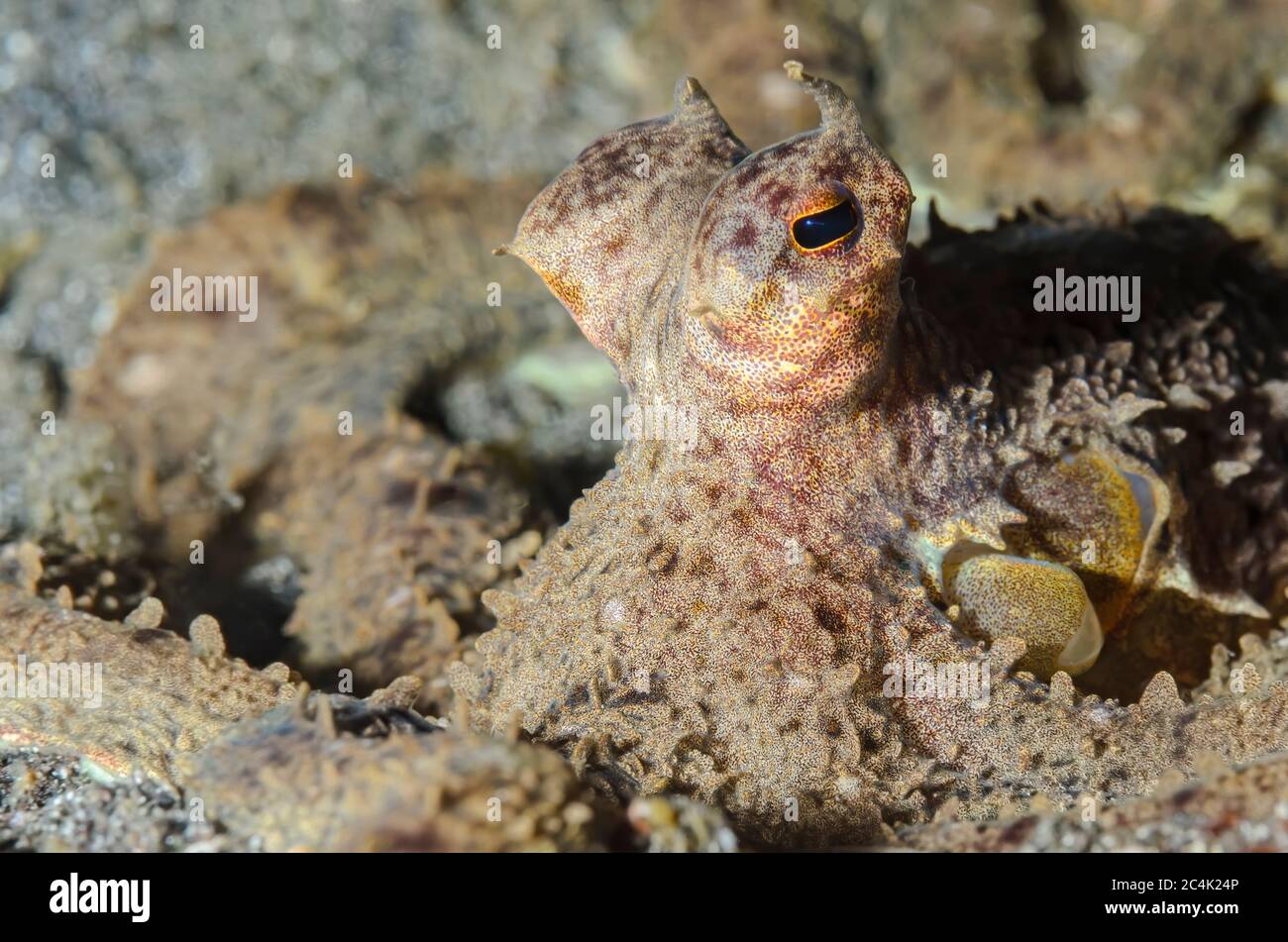Octopus abdopus sp -Fotos und -Bildmaterial in hoher Auflösung – Alamy