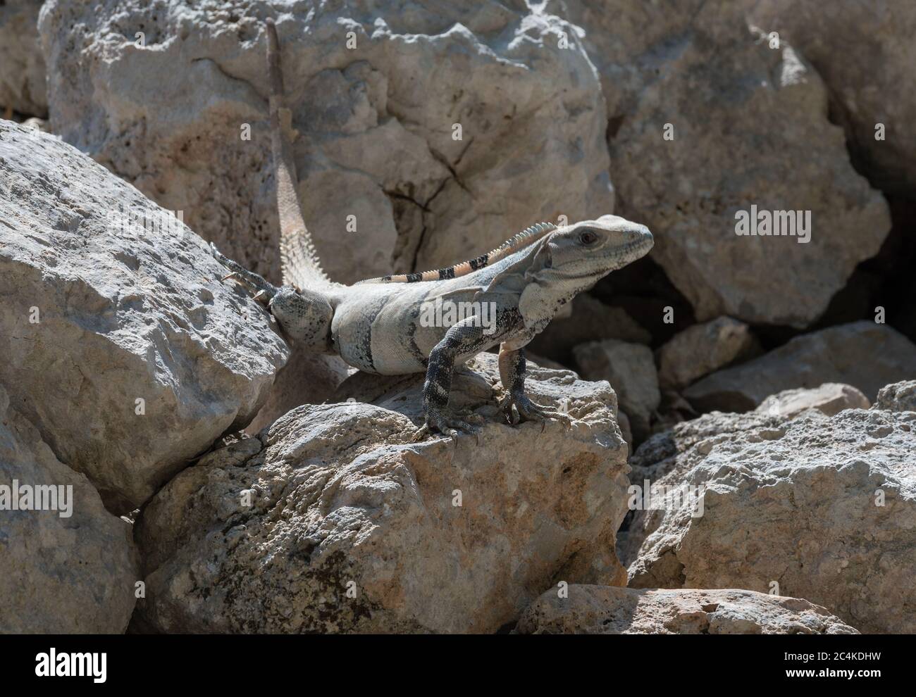 Mexico yucatan green iguana lizard -Fotos und -Bildmaterial in hoher ...