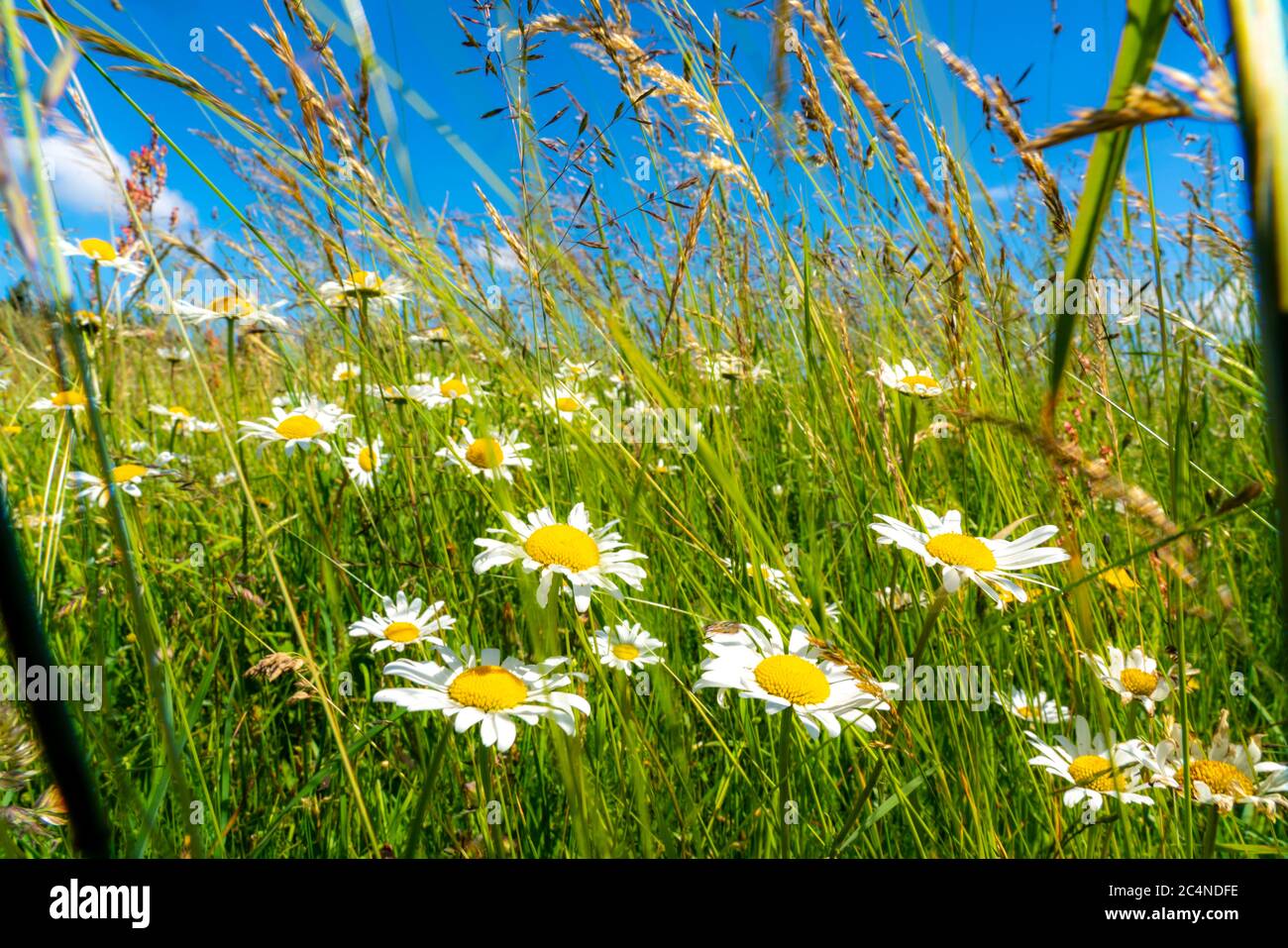 Wiese gras wiese gras -Fotos und -Bildmaterial in hoher Auflösung – Alamy