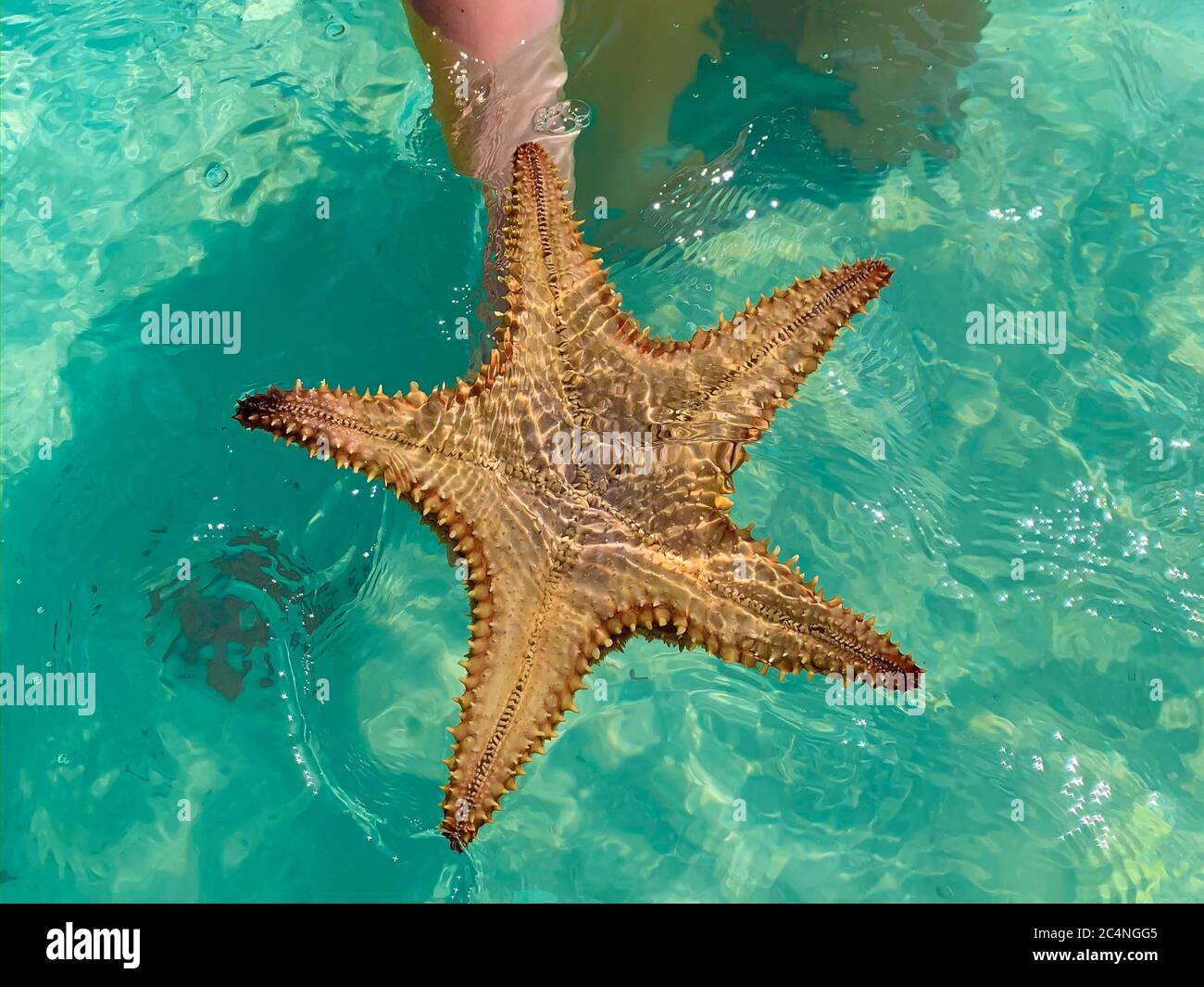 Große exotische Seesterne in der Hand in der Karibik nahe der Insel ...