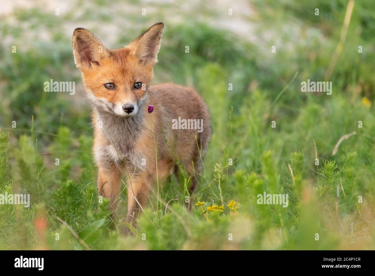 Der kleine Rotfuchs steht im Gras. Vulpes vulpes Stockfotografie - Alamy