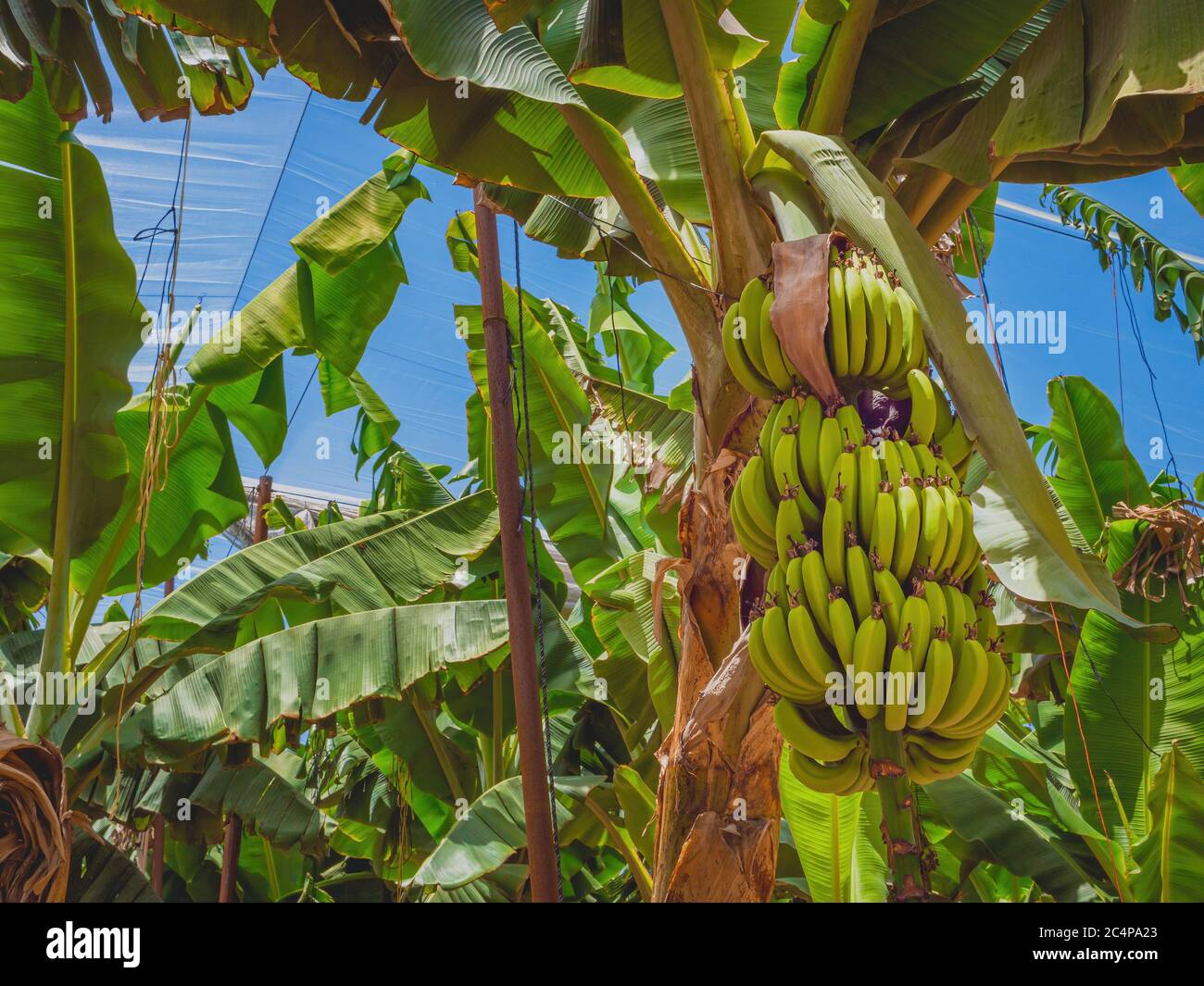 Banana tree bunch bananas plantations -Fotos und -Bildmaterial in hoher ...