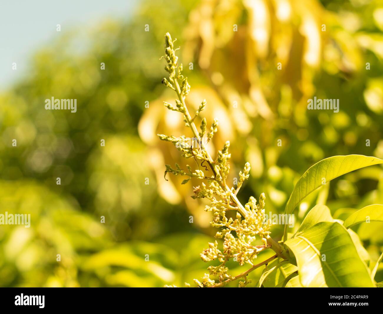 Mango Tree Flower Stockfotos und -bilder Kaufen - Alamy