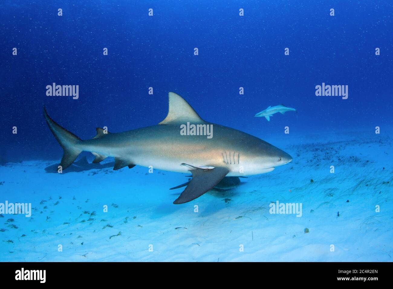 Bull shark bahamas -Fotos und -Bildmaterial in hoher Auflösung – Alamy