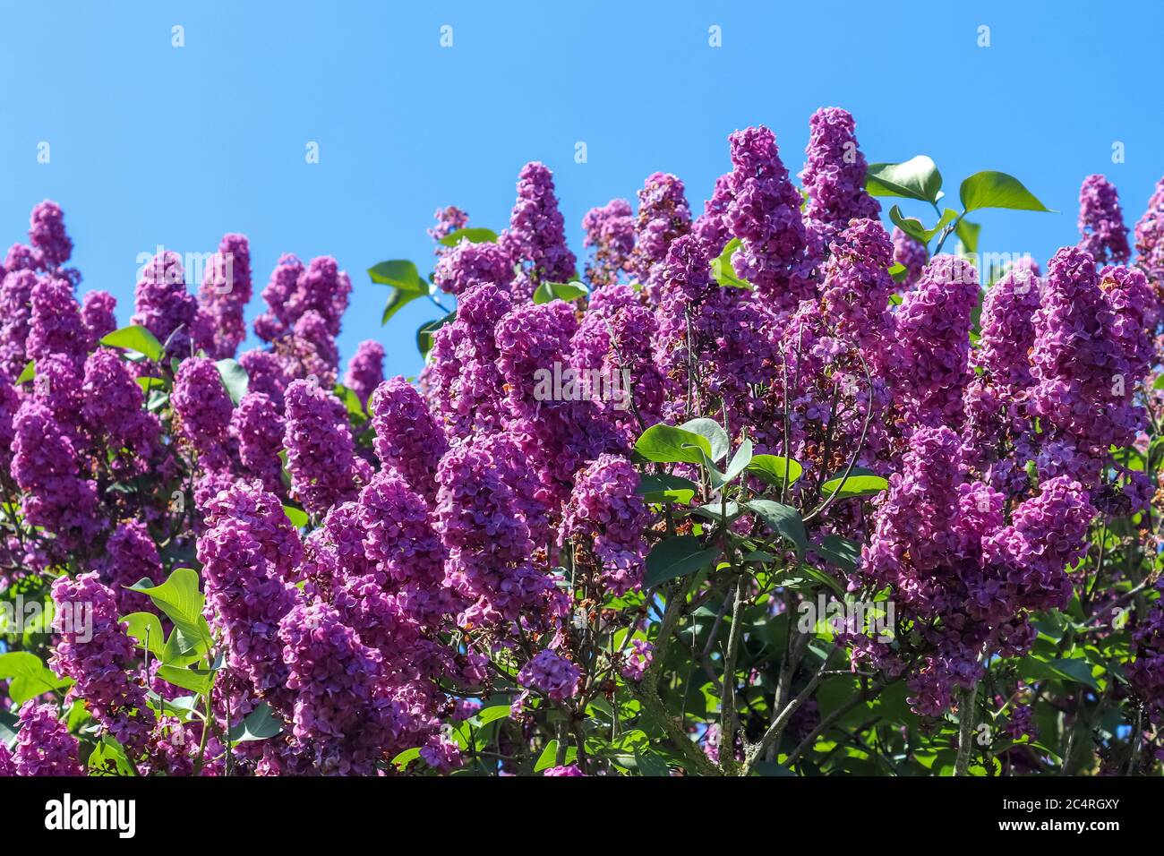 Fliederbaum syringa vulgaris vor einem klaren blauen Himmel im Frühling ...