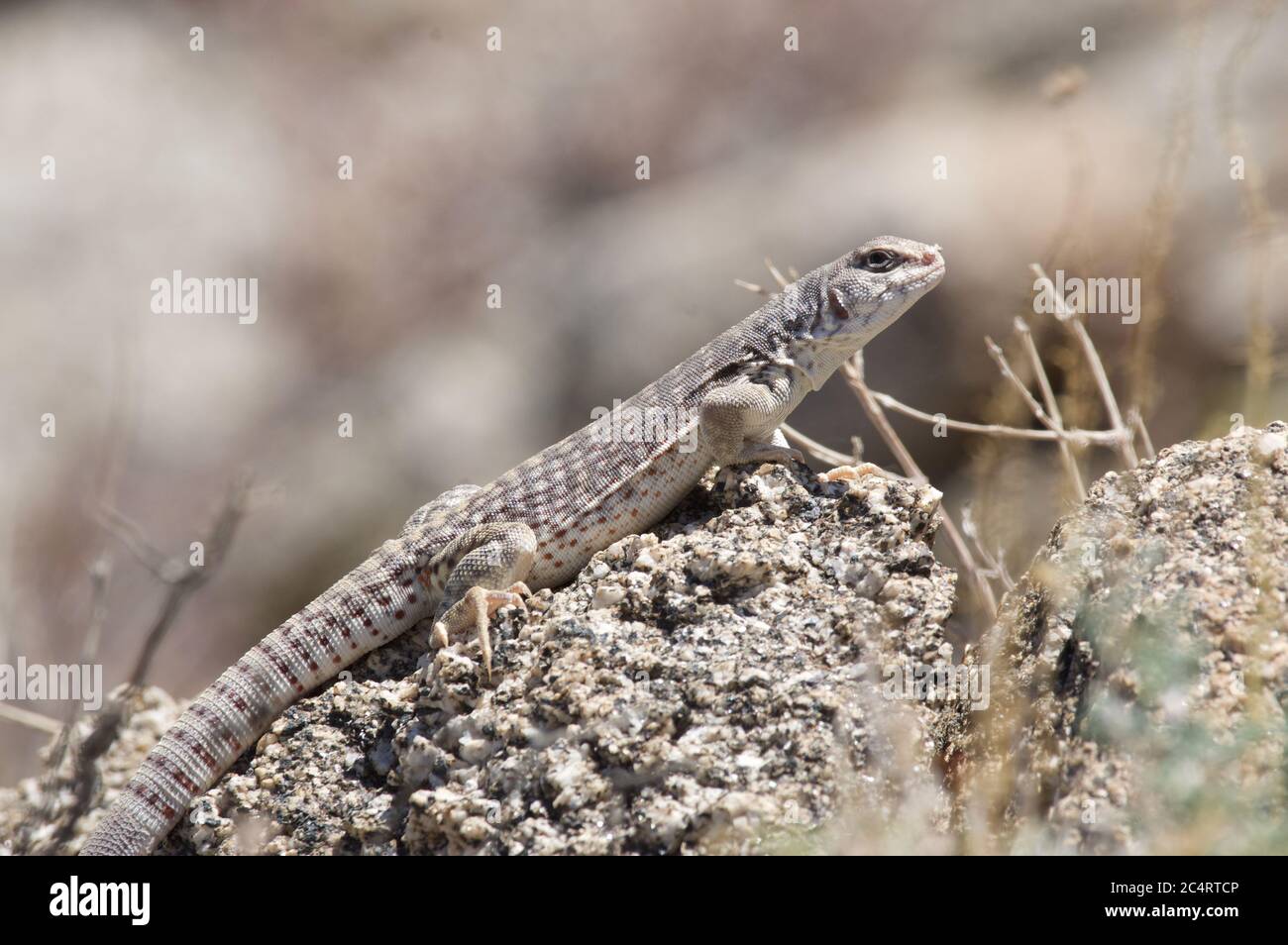 Leguan Lizard Stockfotos und -bilder Kaufen - Alamy