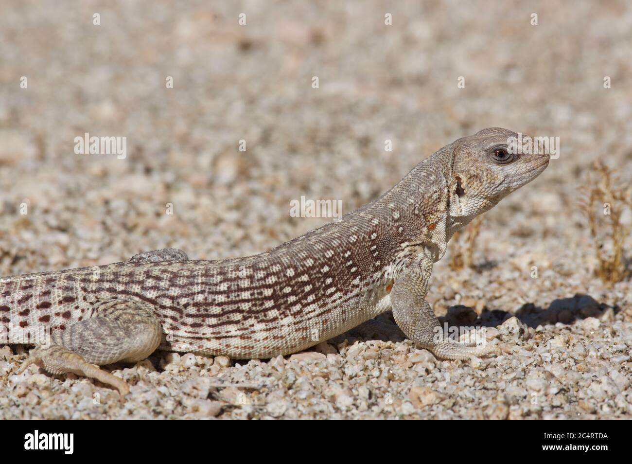 Leguan Lizard Stockfotos und -bilder Kaufen - Alamy
