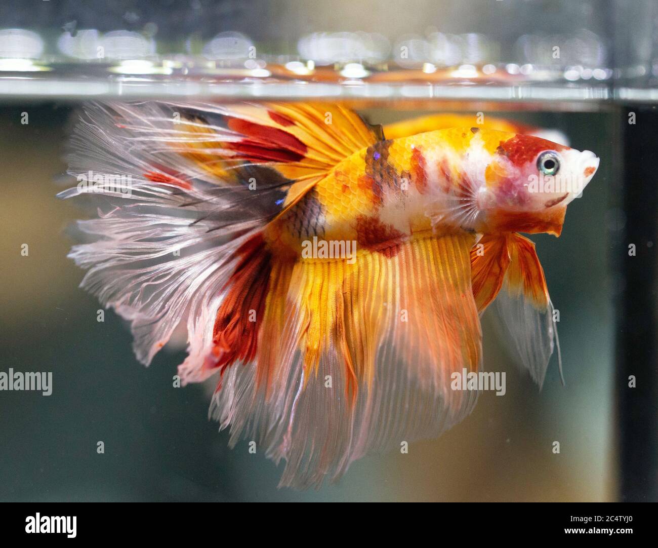 Betta Koi Nemo HM Halbmond Männchen oder Plakat kämpfen Fisch splendens auf schwarzem ...