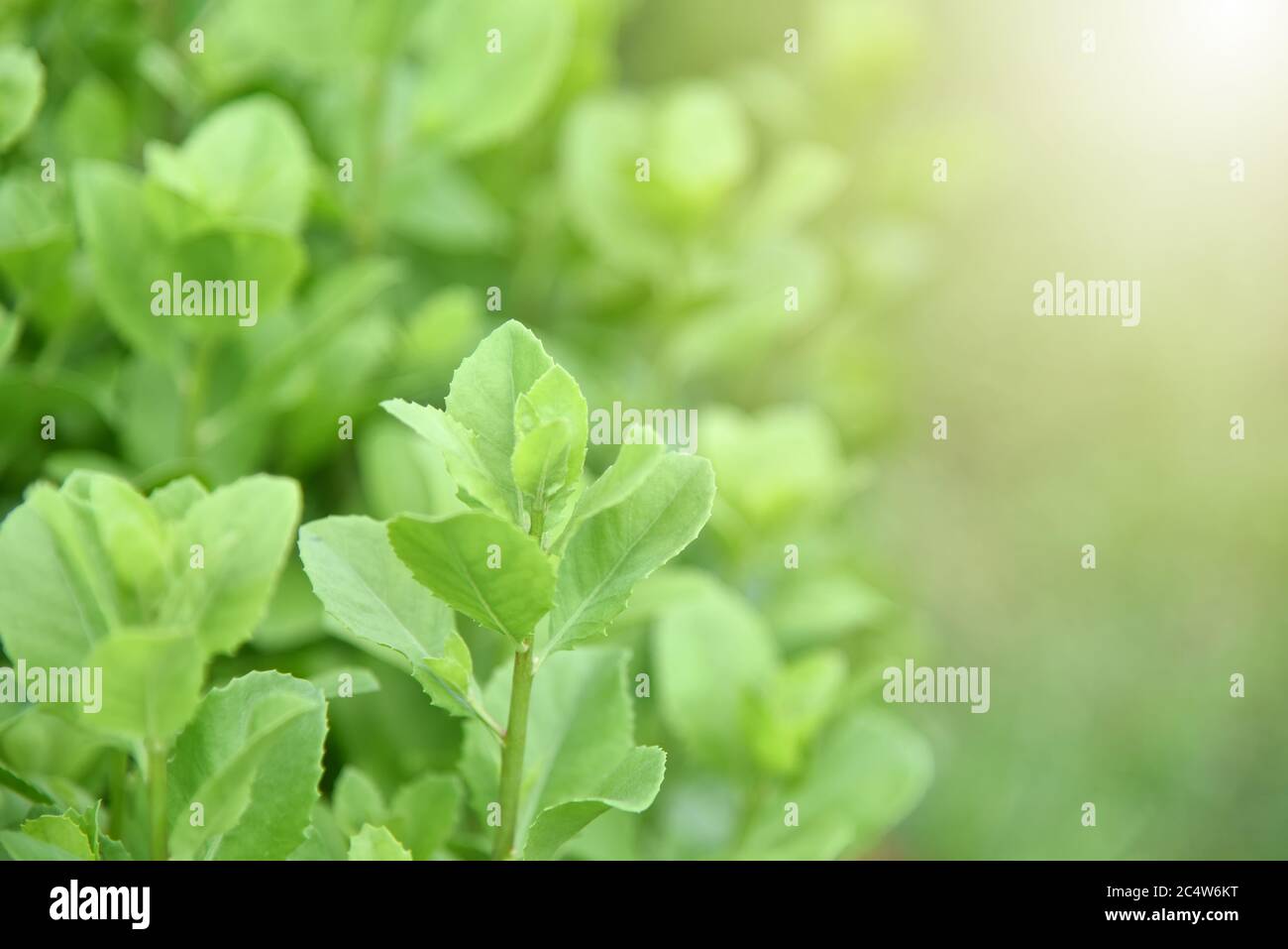 Indian pluchea -Fotos und -Bildmaterial in hoher Auflösung – Alamy