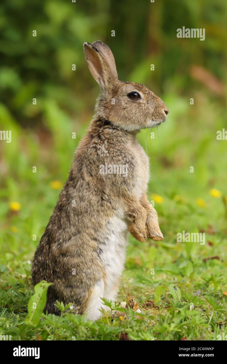 Oryctolagus cuniculus -Fotos und -Bildmaterial in hoher Auflösung – Alamy
