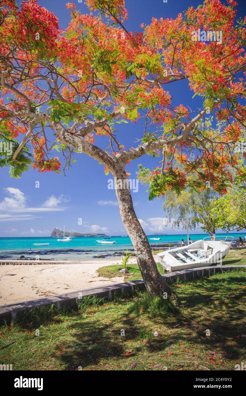 Mauritius africa flame tree flamboyant -Fotos und -Bildmaterial in ...