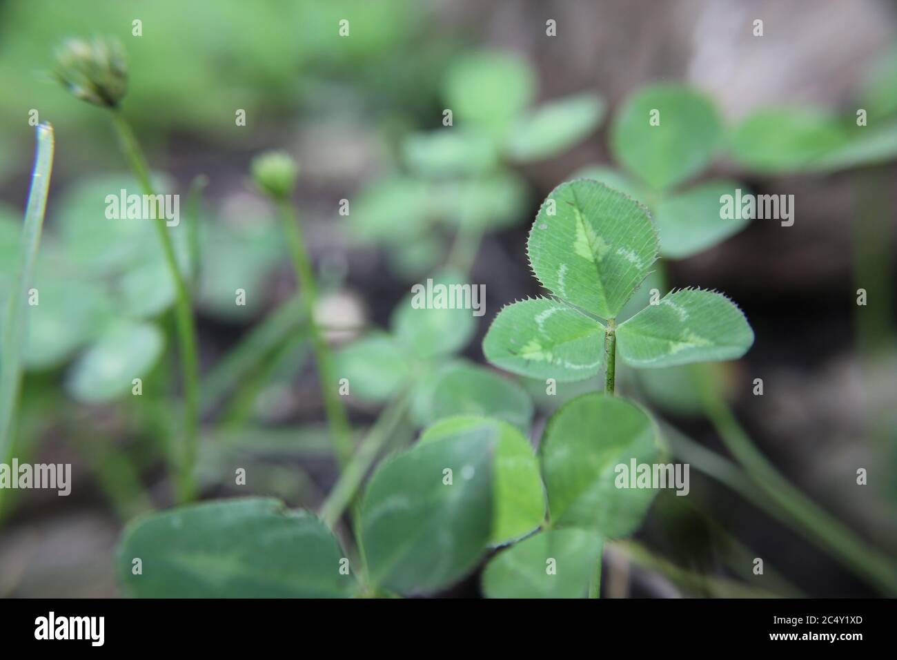 Kleeblatt weit verbreitet -Fotos und -Bildmaterial in hoher Auflösung ...