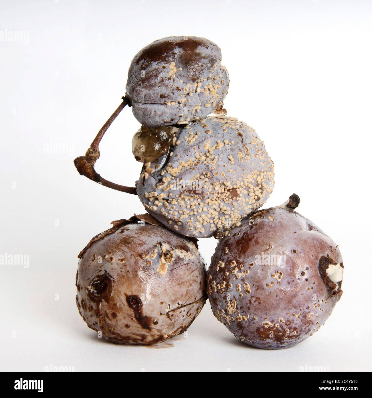 Faule Pflaumen Stockfotos und -bilder Kaufen - Alamy