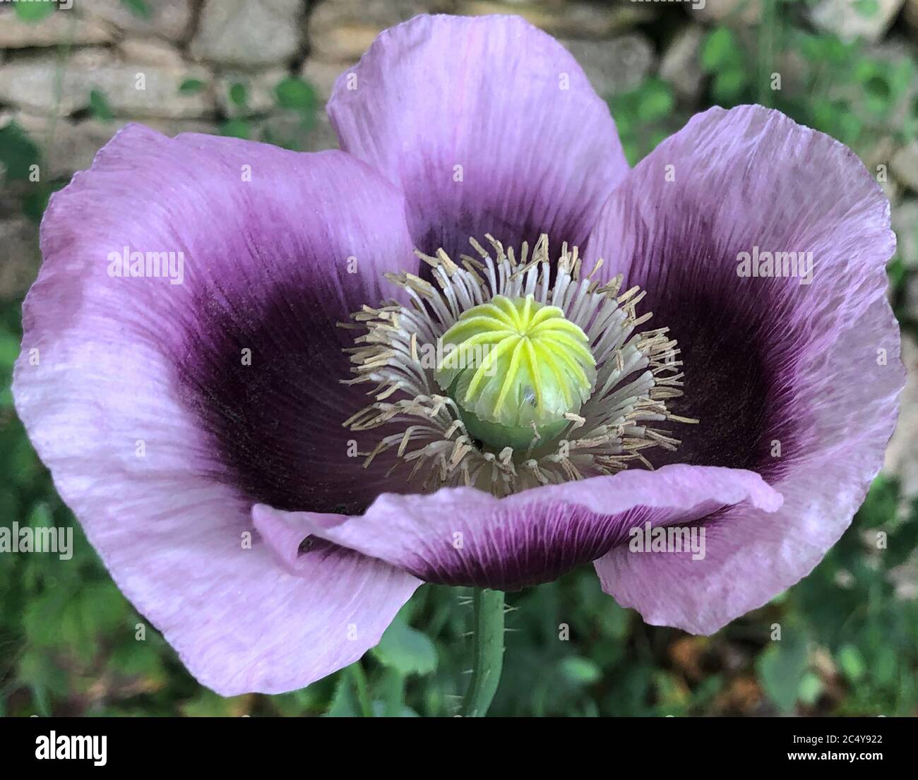 Lila mohn -Fotos und -Bildmaterial in hoher Auflösung – Alamy