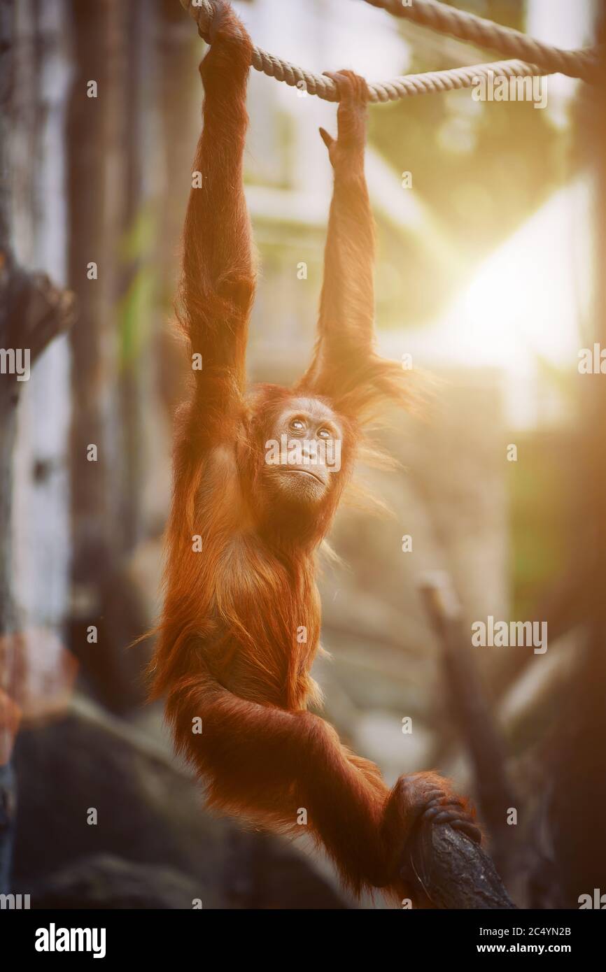 Junge Affen Stockfotos und -bilder Kaufen - Alamy