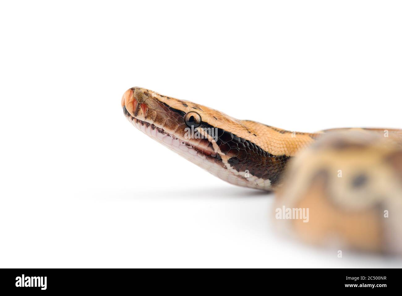 Sumatra kurzschwanzpython -Fotos und -Bildmaterial in hoher Auflösung – Alamy