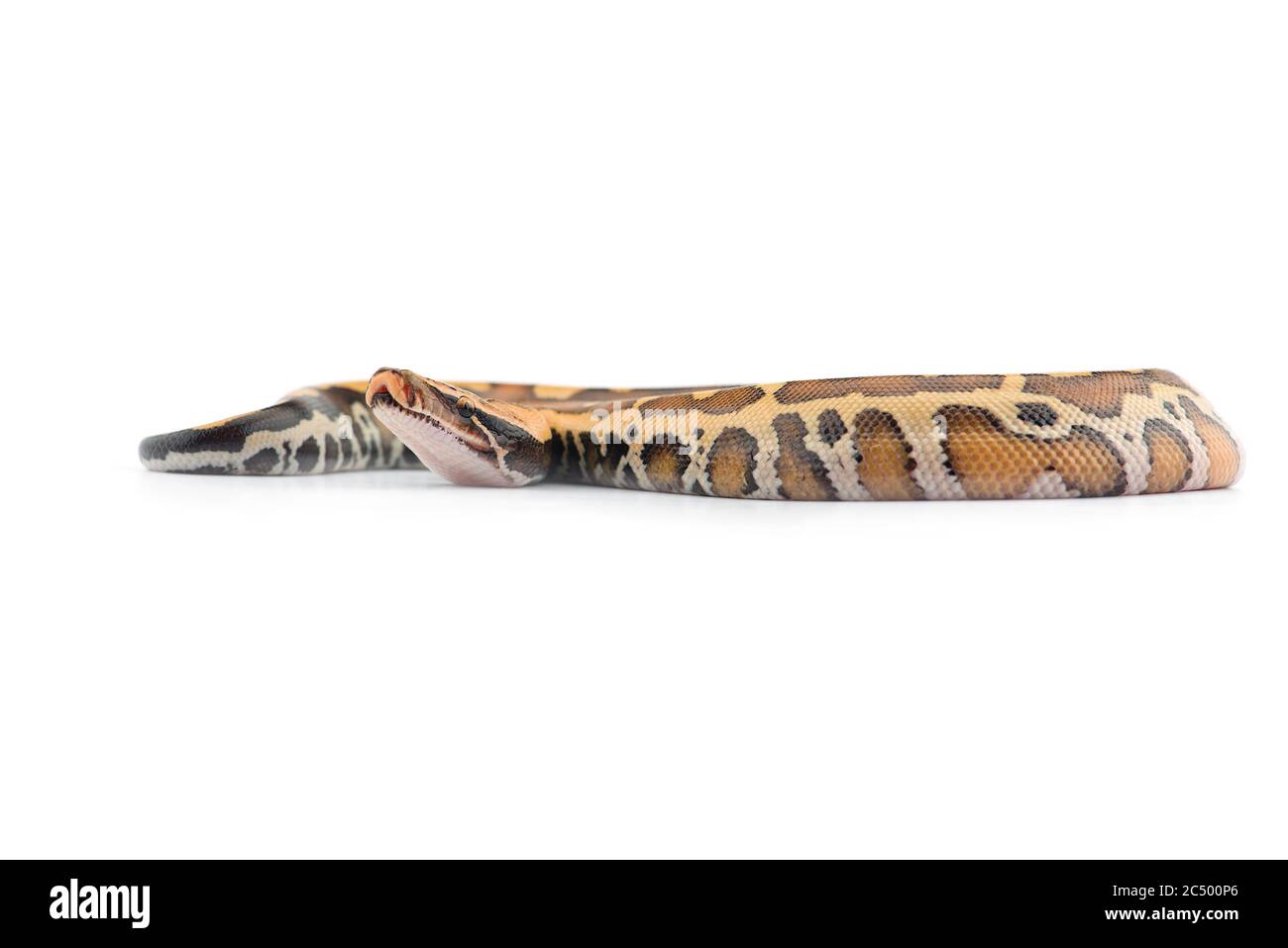 Sumatra kurzschwanzpython -Fotos und -Bildmaterial in hoher Auflösung – Alamy