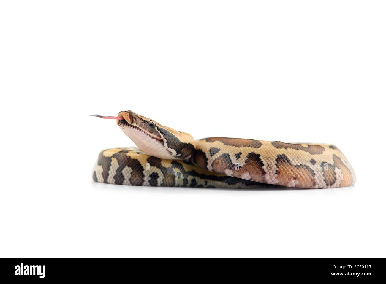 Sumatra kurzschwanzpython -Fotos und -Bildmaterial in hoher Auflösung – Alamy