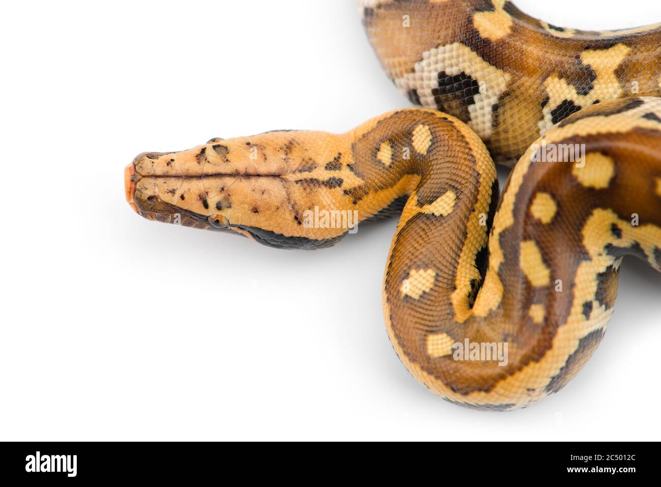 Sumatra kurzschwanzpython -Fotos und -Bildmaterial in hoher Auflösung – Alamy