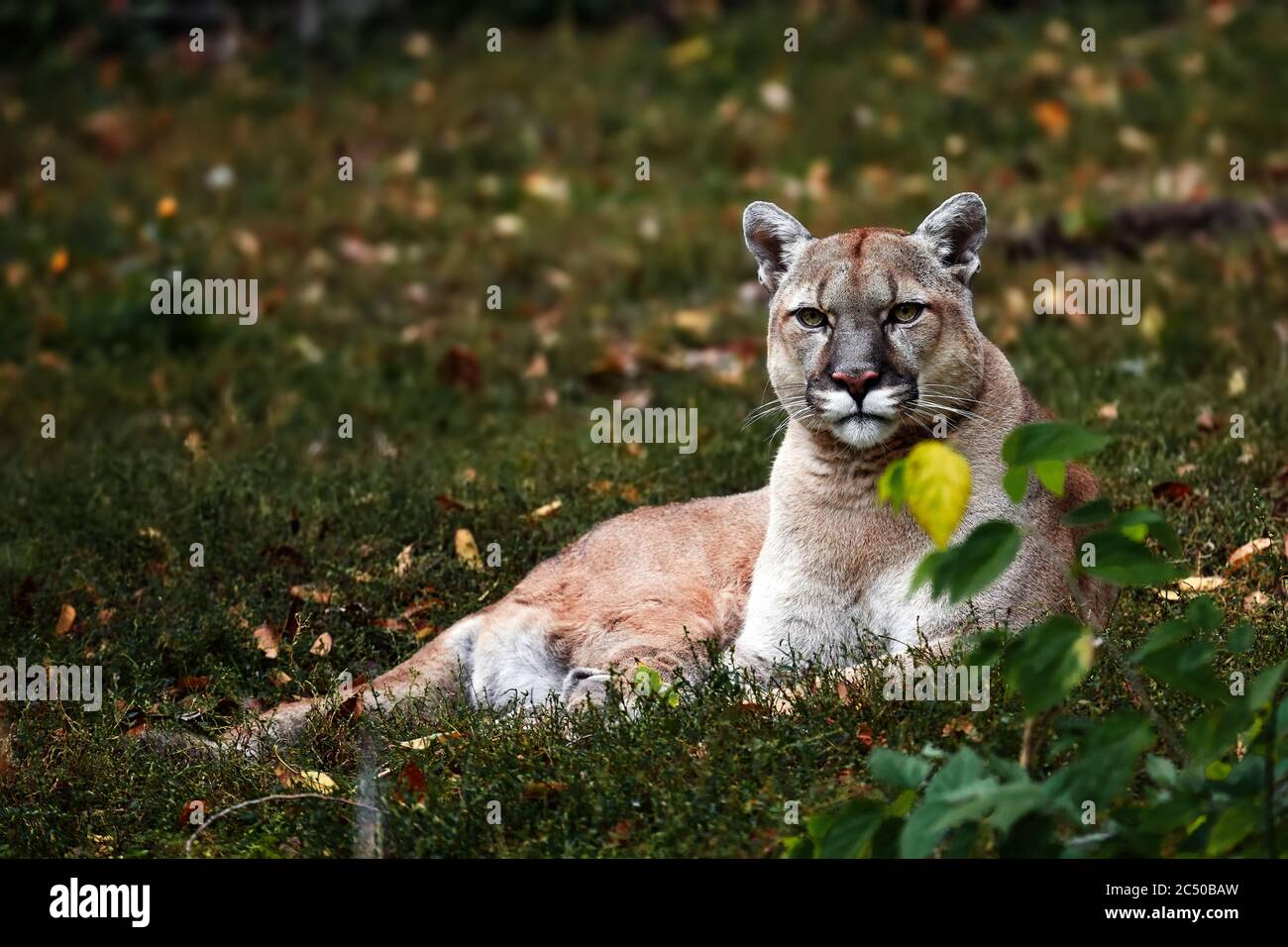 Portrait von schönen Puma im Herbstwald. American Cougar - Berglöwe ...
