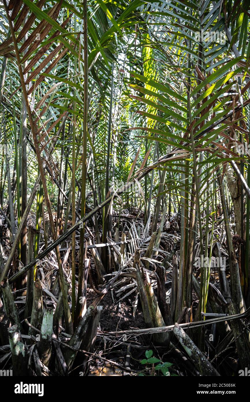Attap palme -Fotos und -Bildmaterial in hoher Auflösung – Alamy