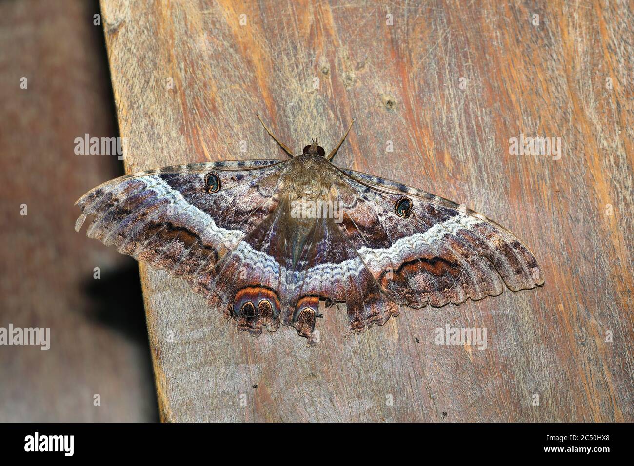 Schwarze hexenmotte ascalapha odorata -Fotos und -Bildmaterial in hoher ...
