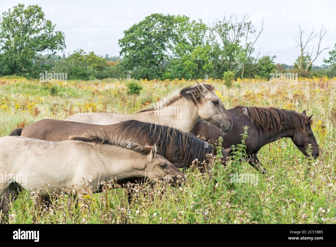 Wildpferde herde -Fotos und -Bildmaterial in hoher Auflösung – Alamy