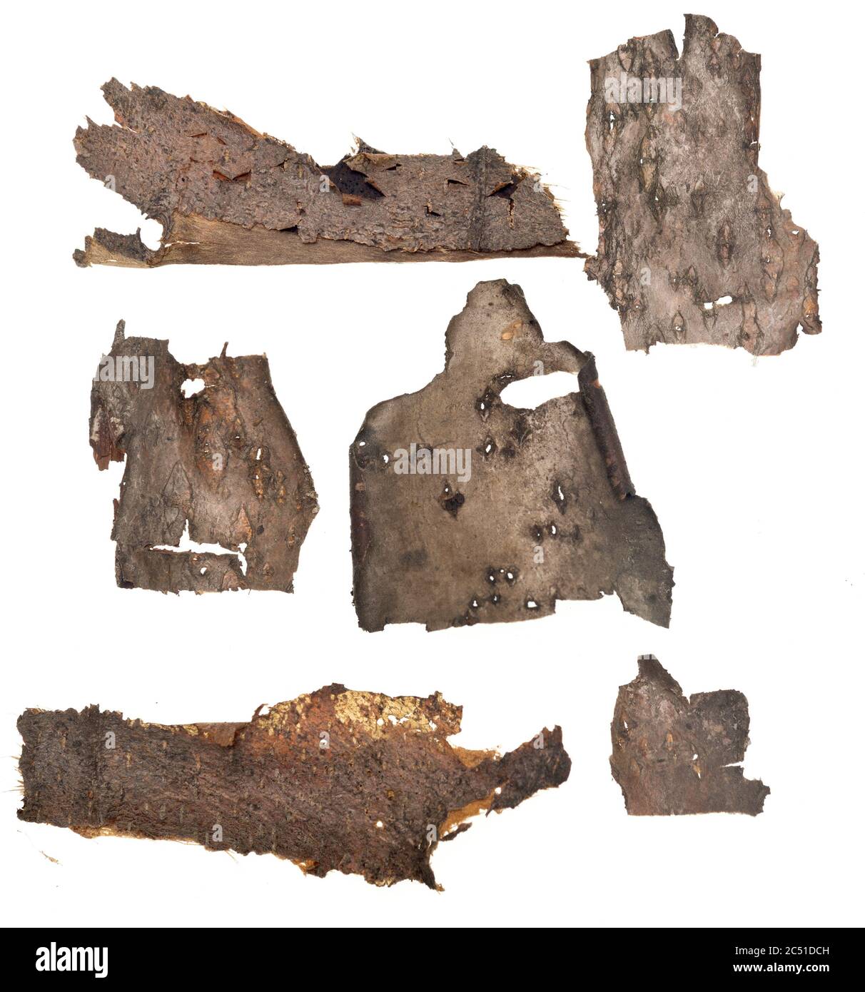 Stamm rinde detail Ausgeschnittene Stockfotos und -bilder - Alamy