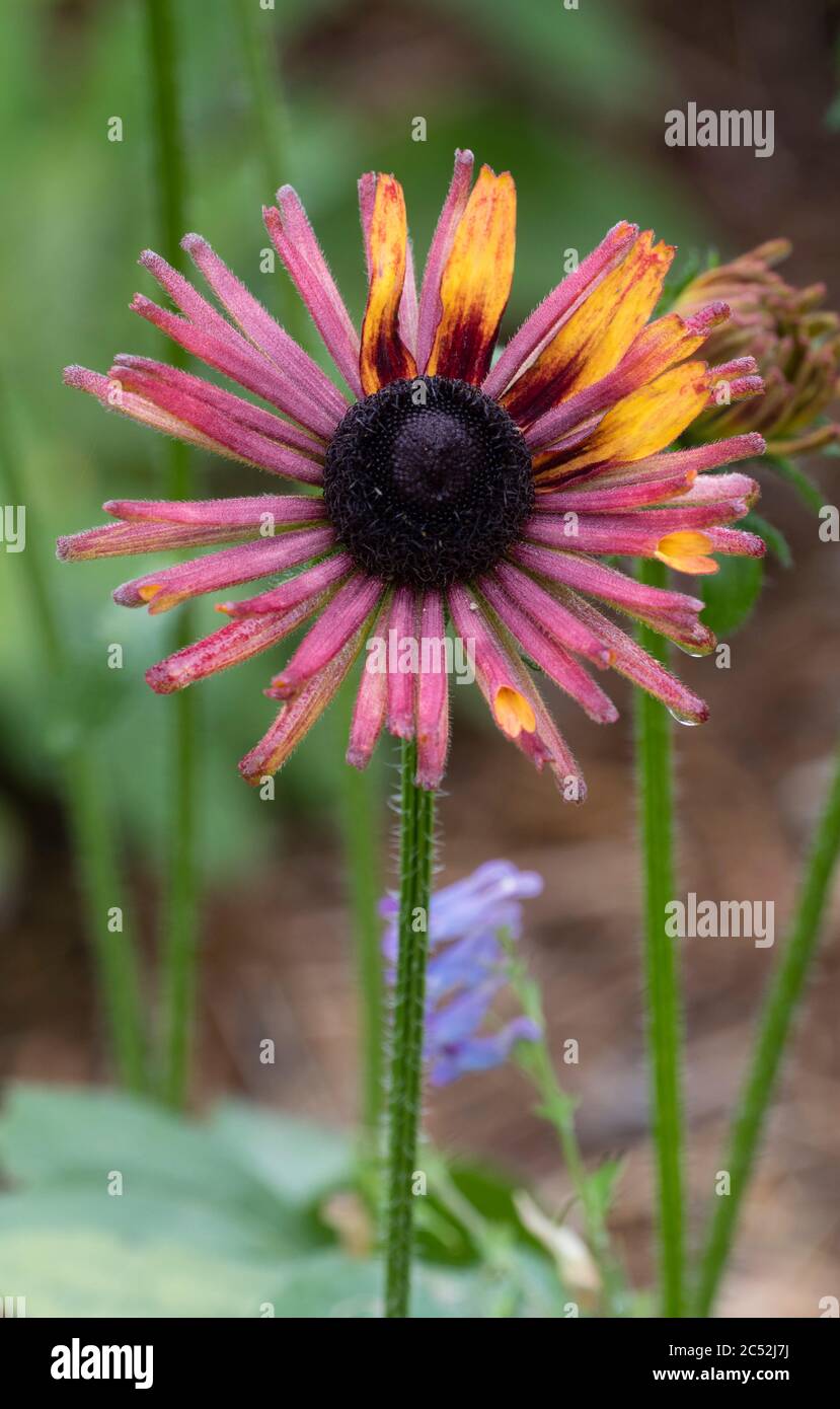 Hybride Staude Stockfotos und -bilder Kaufen - Alamy