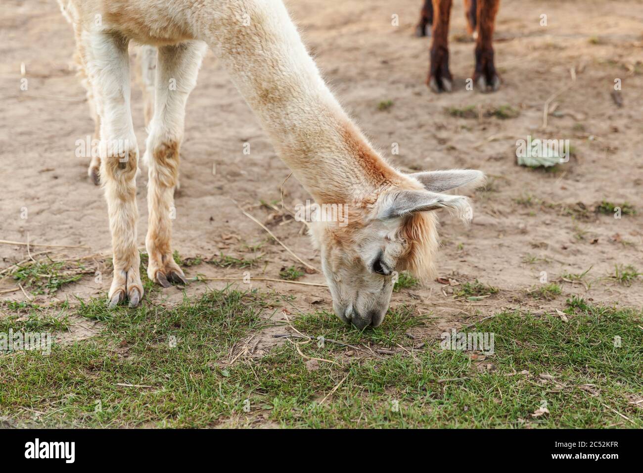 Süße Alpaka mit lustiger Gesichtsentspannung auf der Ranch im Sommertag ...