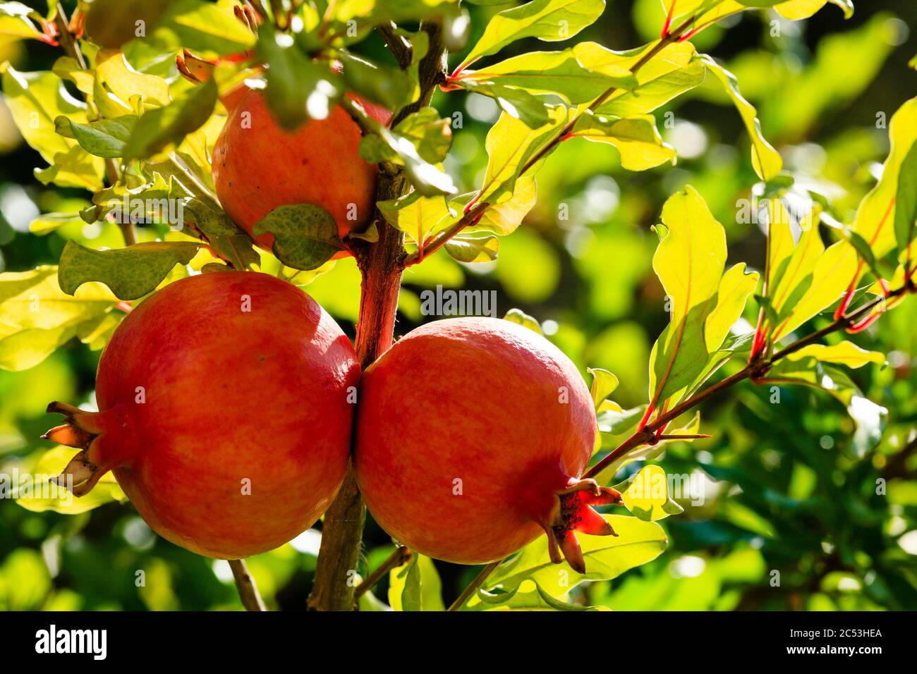 Granatapfel (Punica granatum), Früchte wachsen auf dem Baum, Obzor ...