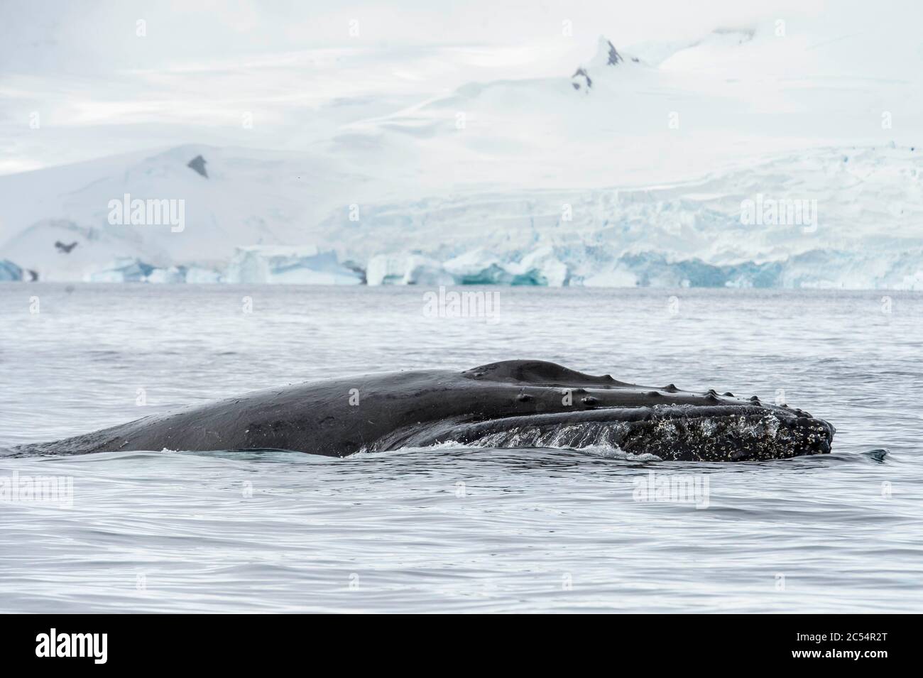 Buckelwal antarktis -Fotos und -Bildmaterial in hoher Auflösung – Alamy