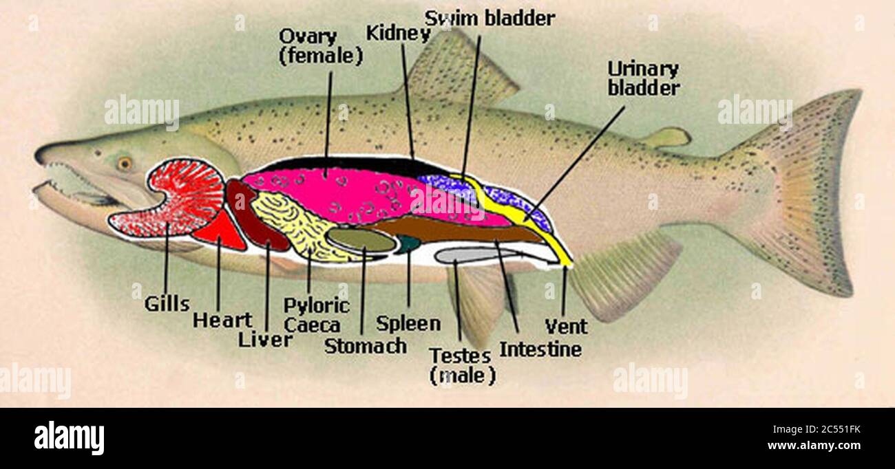 Anatomie des Lachses Stockfotografie - Alamy